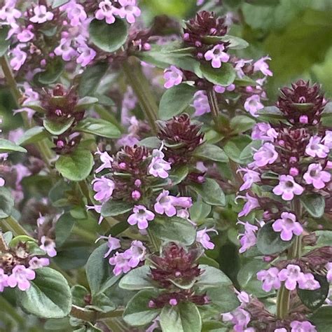 Thymus Pulegioides ‘tabor Harley Nursery