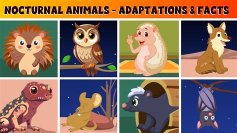 10 Examples Of Nocturnal Animals