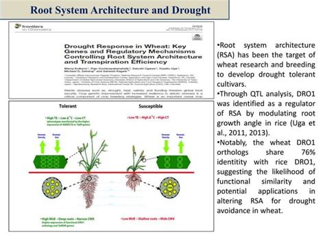 Drought Tolerance In Crops Pptx Drought Tolerance In Crops Pptx