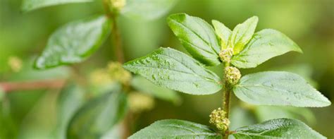 Spurge Weed Killer Post Emergent Herbicides For Spurge