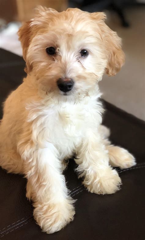 Meet Our New Rescue Pup Eevee Raww