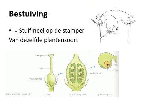 Ppt Thema 2 Planten Powerpoint Presentation Free Download Id3064210
