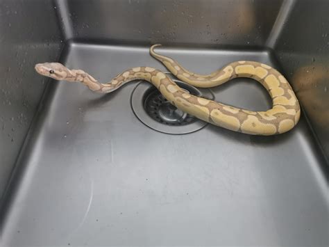 Rare view of a Royal python not squished up into a ball : r/ballpython