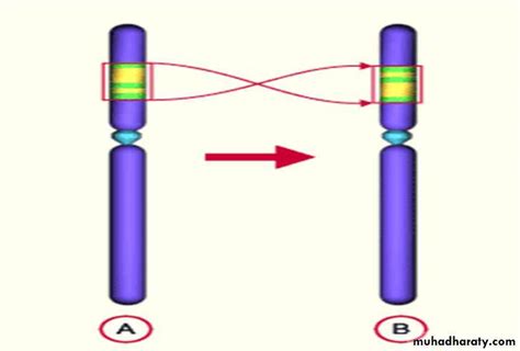 Genetics Pptx د زهراء Muhadharaty