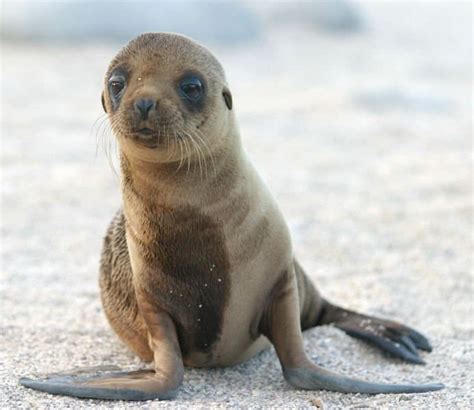Newborn Sea Lion