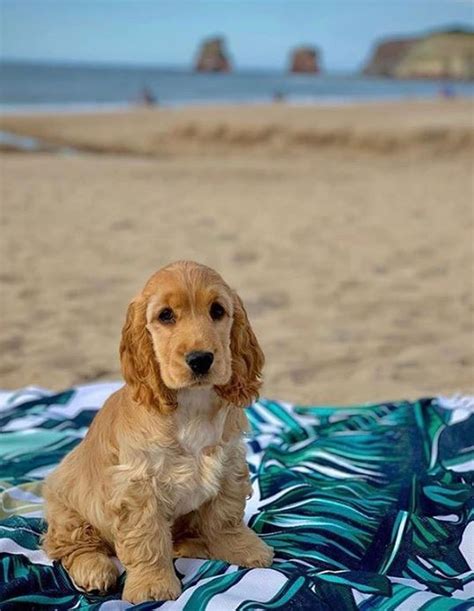 Cocker Americano Informazioni E Caratteristiche