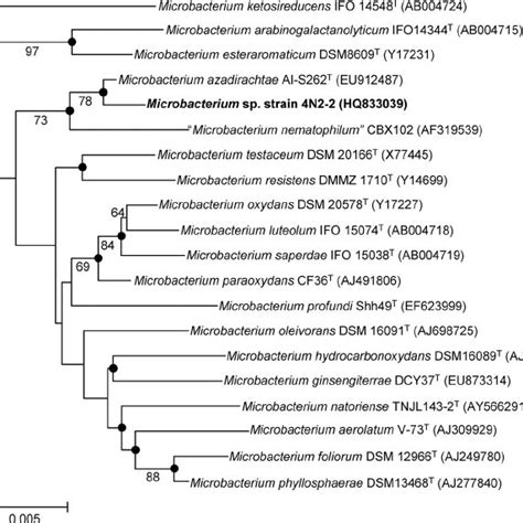 Phylogenetic Tree Of Microbacterium Sp Strain 4n2 2 Based On 16s Rrna