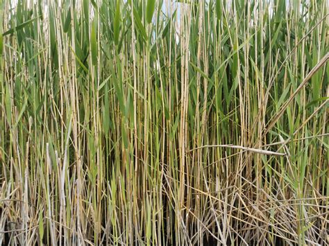 Reed Harvest And Nutrient Removal