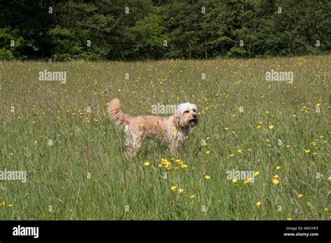 Lola The Cockapoo Enjoys The Sun In A Rivington Buttercup Field Of