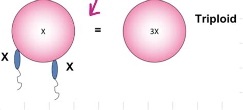 Biol 3000 Unit 2 Chromsome Mutation And Abnormalities Flashcards Quizlet