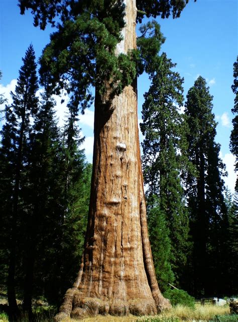 Seqouia Tree In North America