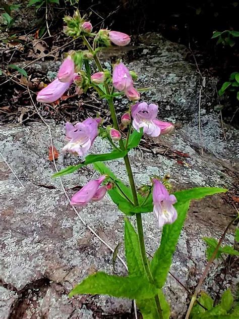 Gray Beardtongue Penstemon Canescens Blooms Western Carolina