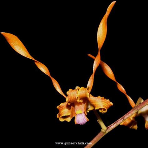 Exotic Dendrobium Species Orchids For Sale In India Order Online For