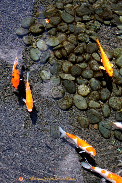 Koi Pond Live Wallpaper Wallpapersafari