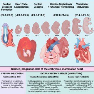 2 Schematic Overview Of Embryonic Heart Development In The Mouse Download Scientific Diagram