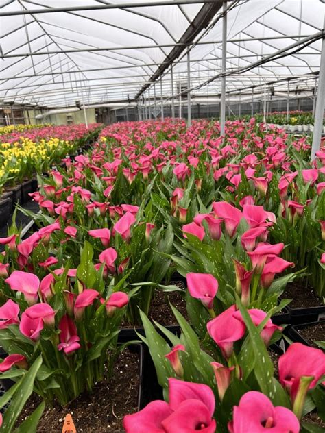 Zazu Calla Pahls Market Apple Valley Mn