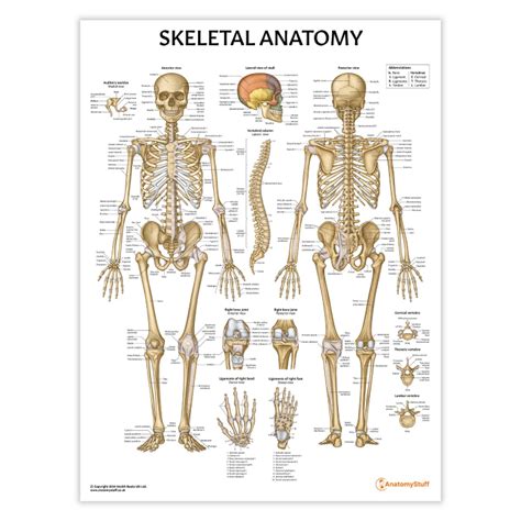 Skeletal Anatomy Poster Human Skeleton System Chart Anatomystuff
