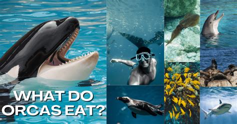 What Do Orcas Eat Everything You Need To Know About Their Feeding