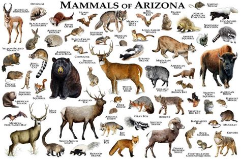Arizona Mammals Poster Print Field Guide Art Signed Etsy Mammals