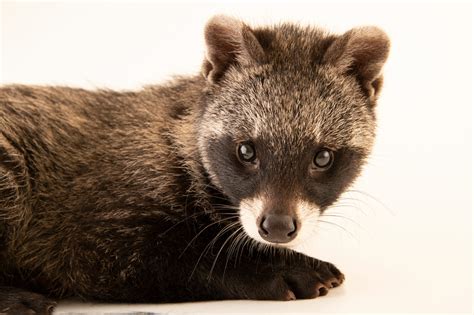 Juvenile African Civet Civettictis Civetta Australis Joel Sartore