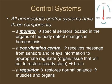 Ppt Homeostasis Powerpoint Presentation Free Download Id3032445