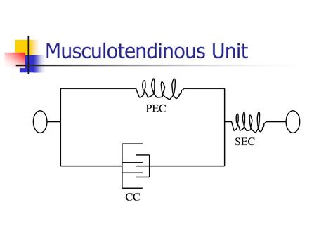 Ppt Muscle Powerpoint Presentation Free Download Id448530