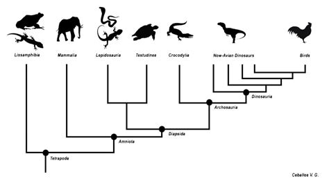 How To Make A Cladogram Examples Plans Mymydiy Inspiring Diy