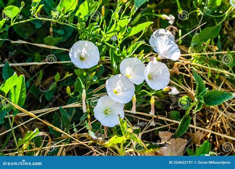 Field Bindweed Convolvulus Arvensis Stock Image Image Of Botanical