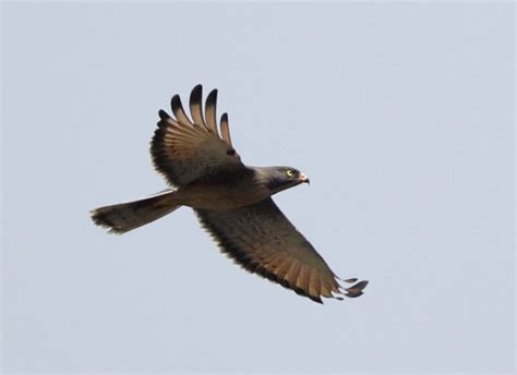 Birdman Birds Grasshopper Buzzard Gambia February 2025