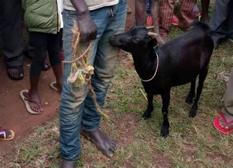 Gokwe Sangoma Caught In Goat Sex Scandal Chiefs Strip Him Of Spiritual