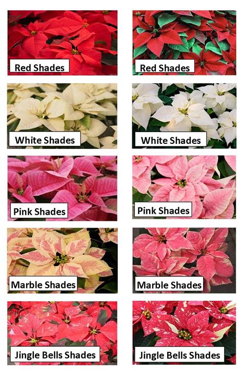 Poinsettia Colors Poinsettias Wallpaper