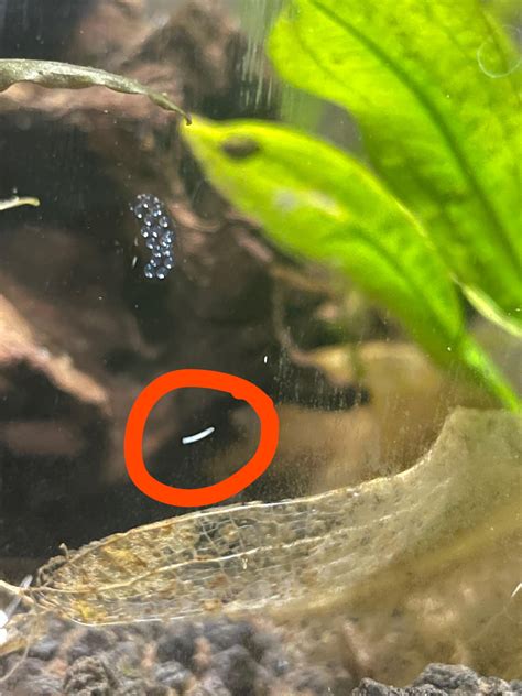 Tiny Worms Around My Substrate Raquariums