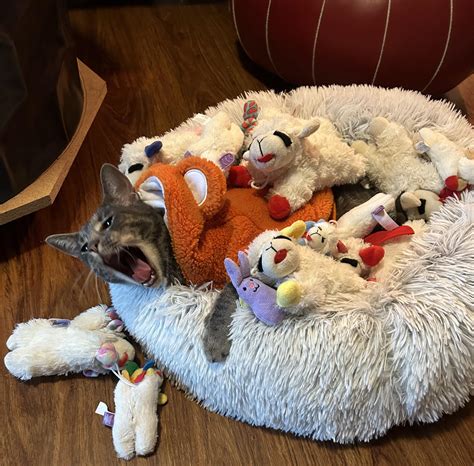 Silence Of The Lambys R Catmemes