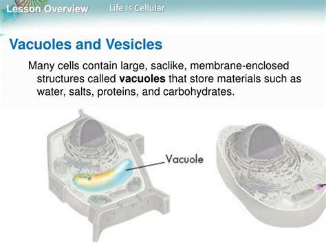 Ppt Cell Structure And Function Powerpoint Presentation Free