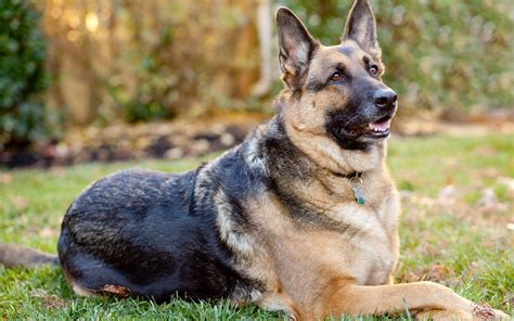 German Shepherd Dog Wallpapers Wallpaper Cave