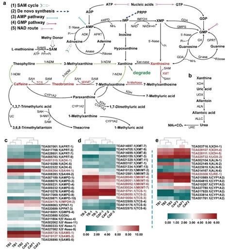 新的研究揭示了富含可可碱的茶叶中嘌呤生物碱和儿茶素的积累机制 生物通
