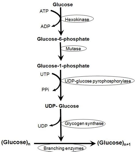 Glycogenesis Cycle Steps Significance