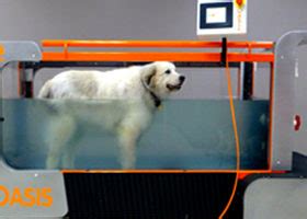 Canine Underwater Treadmills Oasis Underwater Treadmill For Dogs H2o