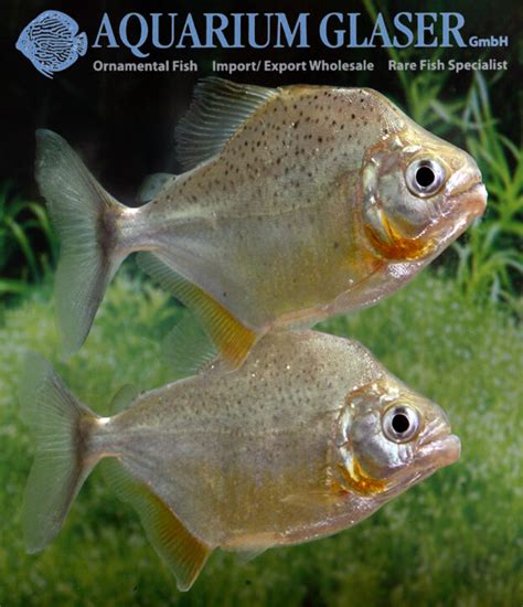 Serrasalmus Eigenmanni Aquarium Glaser Gmbh