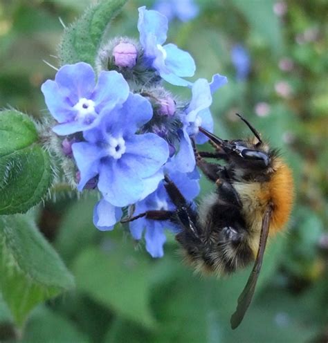Why Bees Need Trees By Brigit Strawbridge Save Our Woods Sow