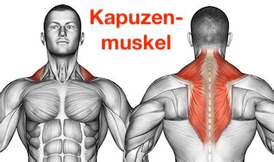 Kapuzenmuskel Trainieren Top 5 Übungen Inkl Bilder Videos