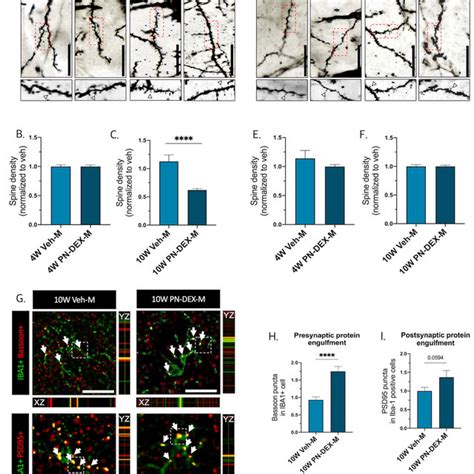 Increased Microglia Engulfment Of Pre Post Synaptic Proteins In The Download Scientific