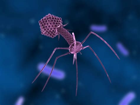 Phage Characterization Phage Consultants