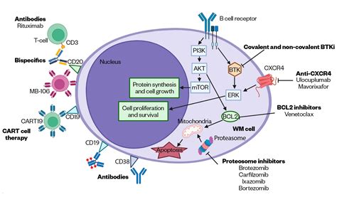 Management Of Waldenstroms Macroglobulinaemia The Pharmaceutical Journal