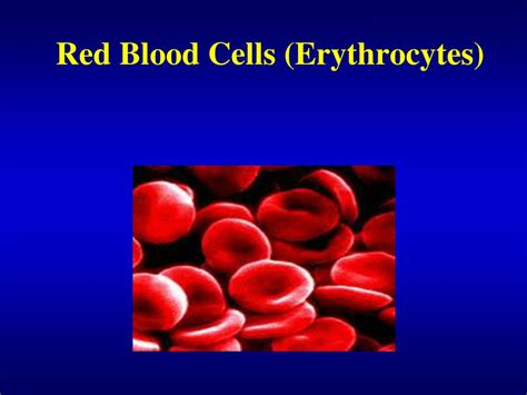 Ppt Red Blood Cells Erythrocytes Powerpoint Presentation Free