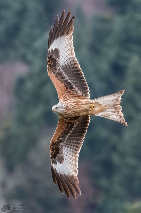 Red Kite In Flight Birds Of Prey Photography Uccelli Ali Di Uccello Milanos