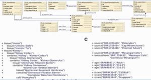 Rice Expression Database RED An Integrated RNA Seq Derived Gene Expression Database For Rice