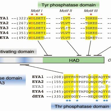 The Primary Structure Of Eya The Structural Features Of The Eyas And