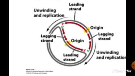 Theta Model Of Replication Biology Study Youtube