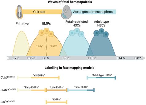 Waves Of Fetal Hematopoiesis And Their Labeling Using Genetic Fate